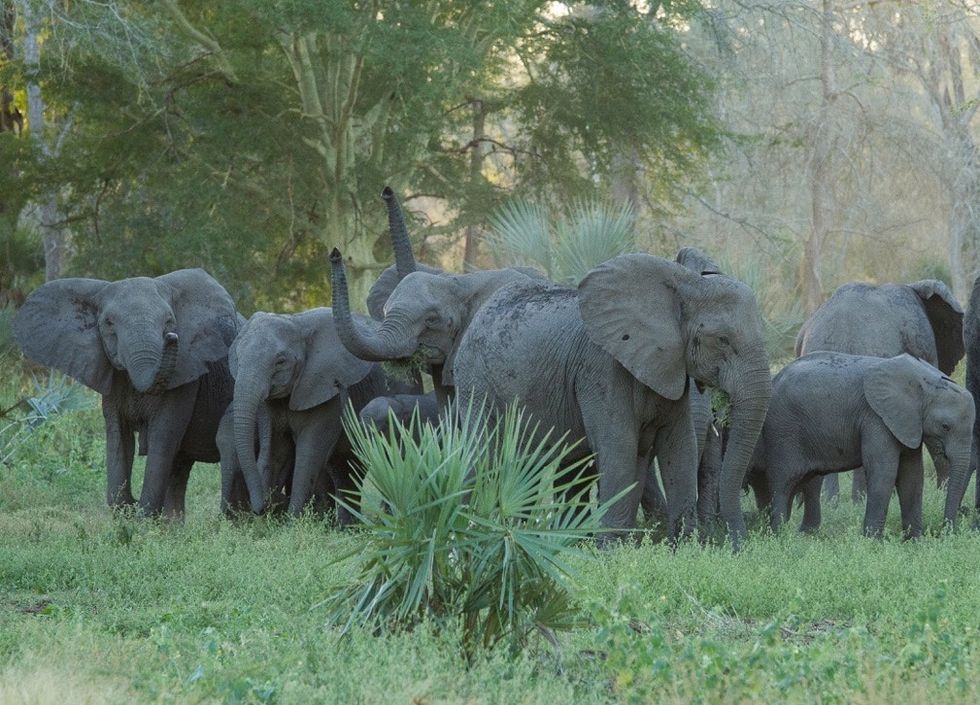 Nómade the elephant was born without tusks. Now her mutation is ...