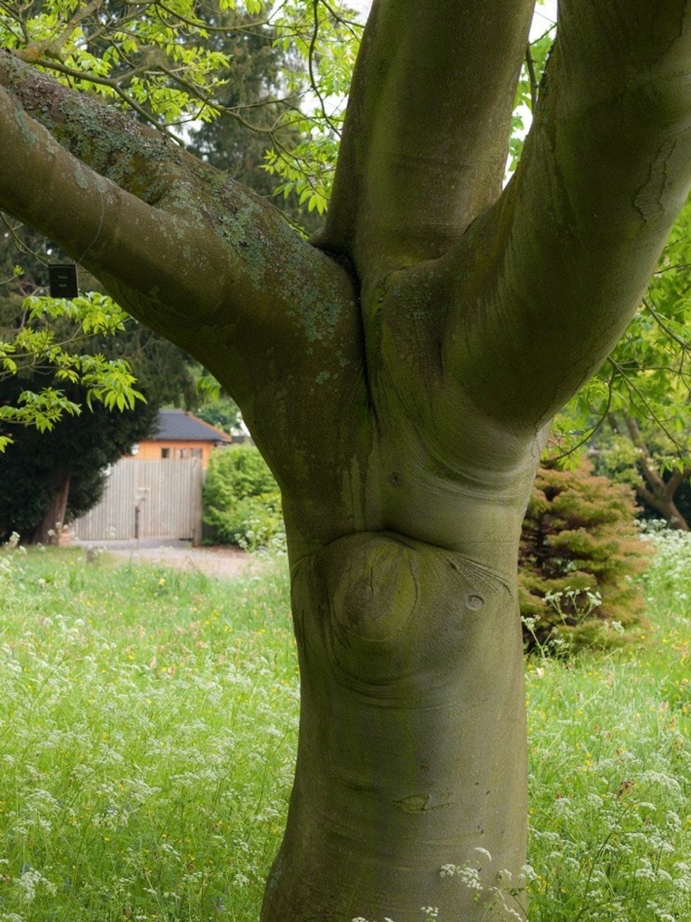 21 trees going out on a limb to ask for your help. - Upworthy