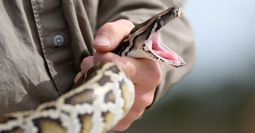 Famous Indian snake hunters have been deployed to Florida to fight ...