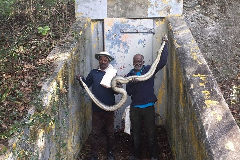 Famous Indian snake hunters have been deployed to Florida to fight ...