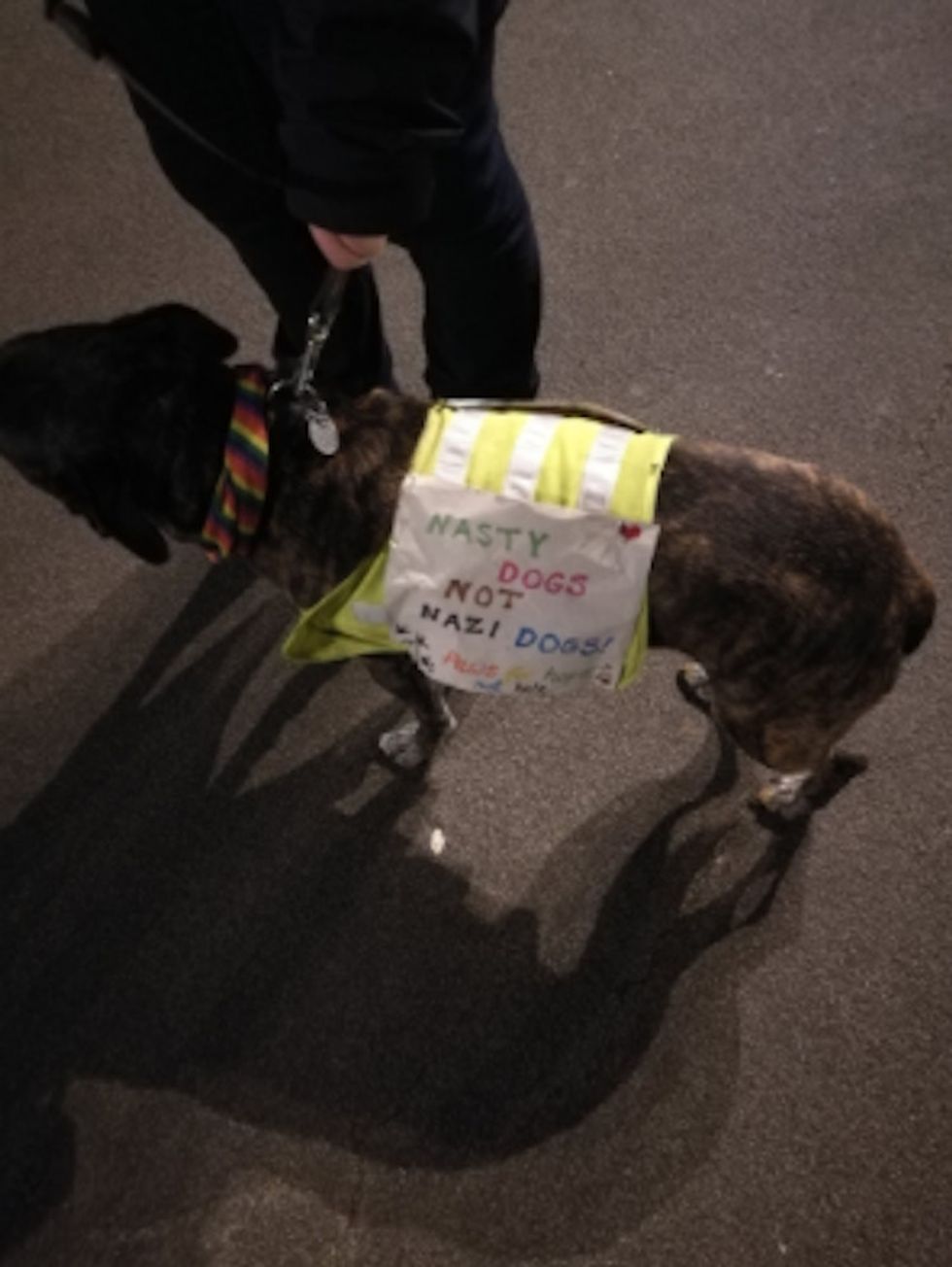 These 23 photos prove that dogs are just as fed up with the world as ...