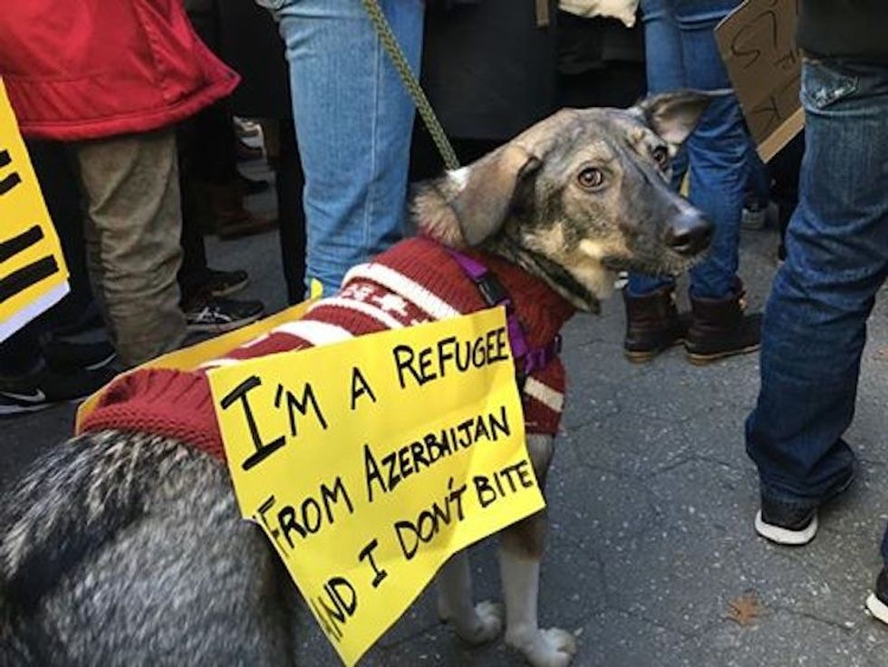 These 23 photos prove that dogs are just as fed up with the world as ...