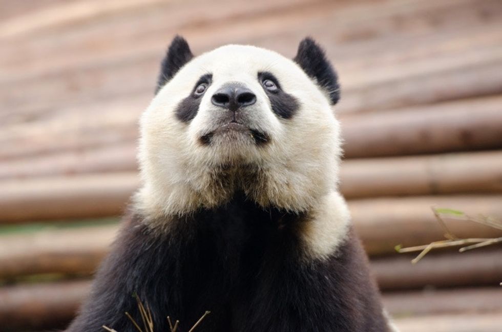 Why pandas are black and white and 24 other things you might not know ...