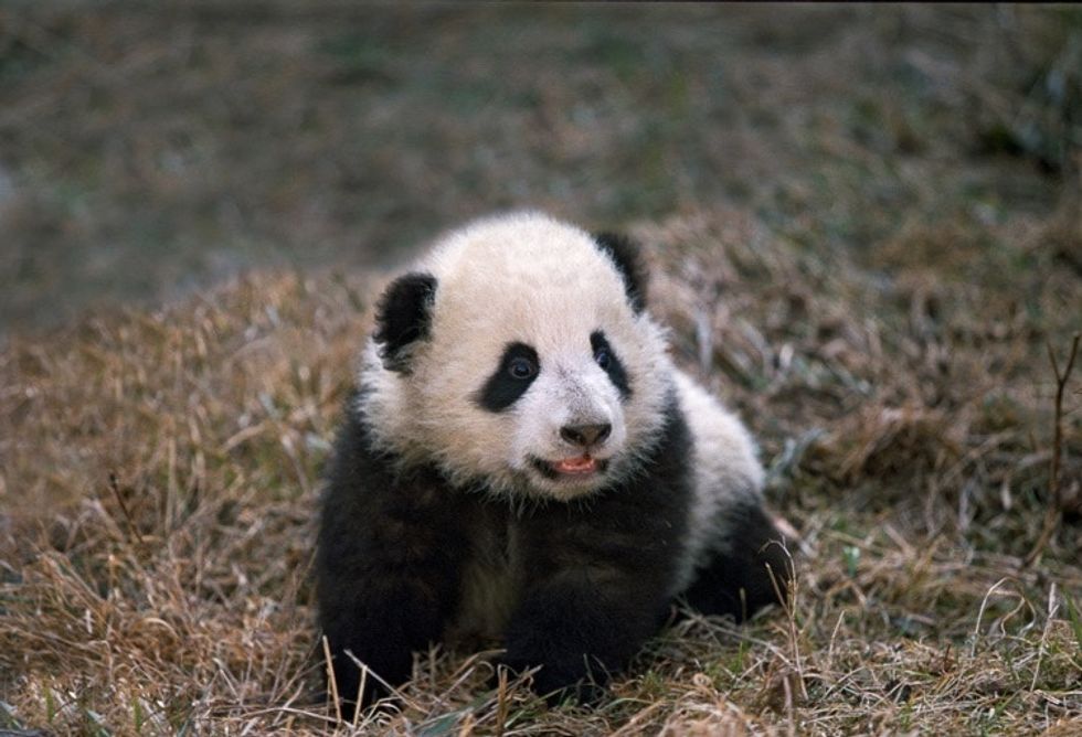 Why pandas are black and white and 24 other things you might not know ...