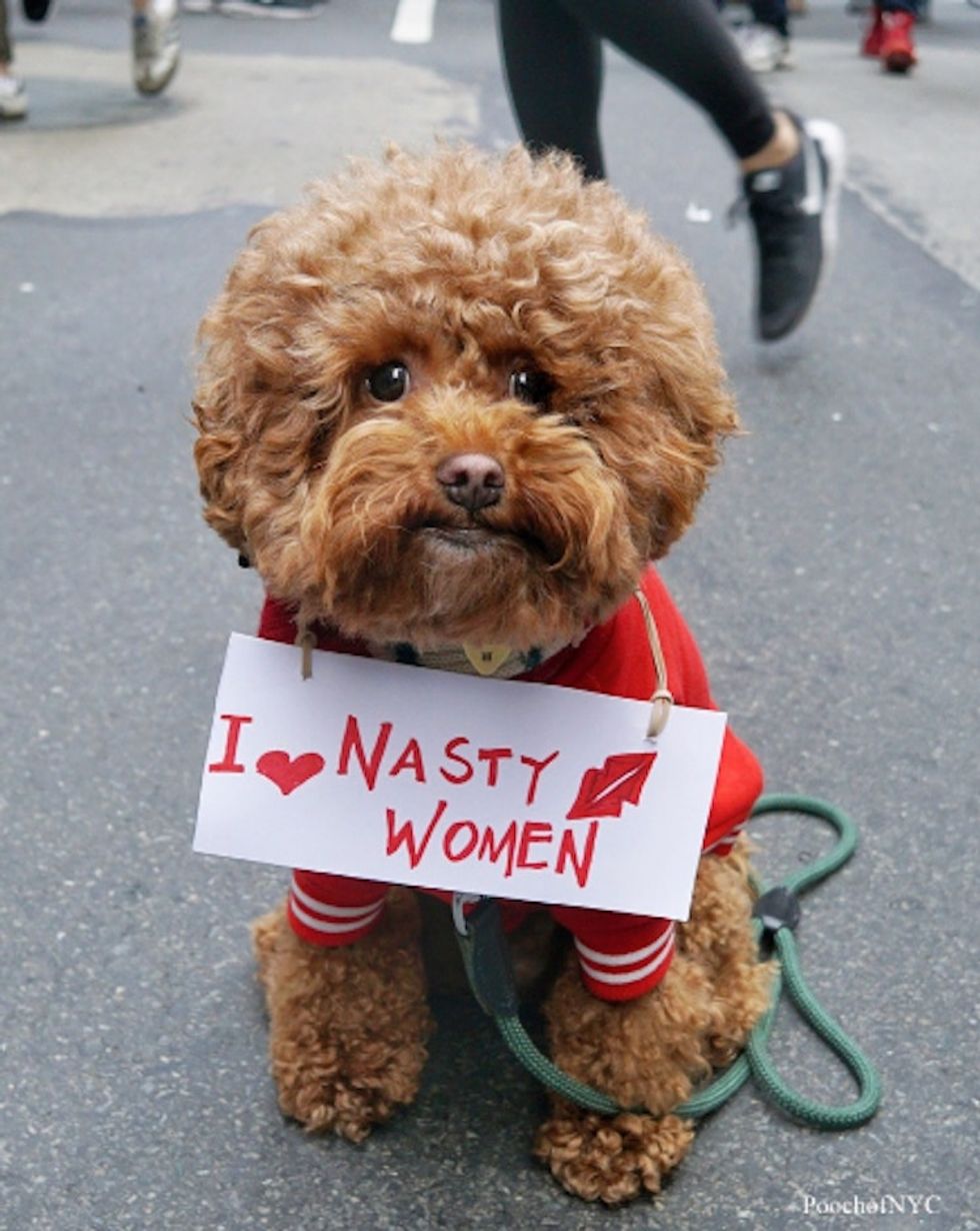 These 23 photos prove that dogs are just as fed up with the world as ...