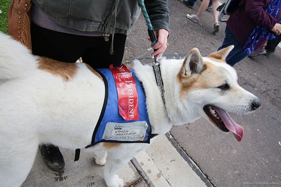 These 23 photos prove that dogs are just as fed up with the world as ...