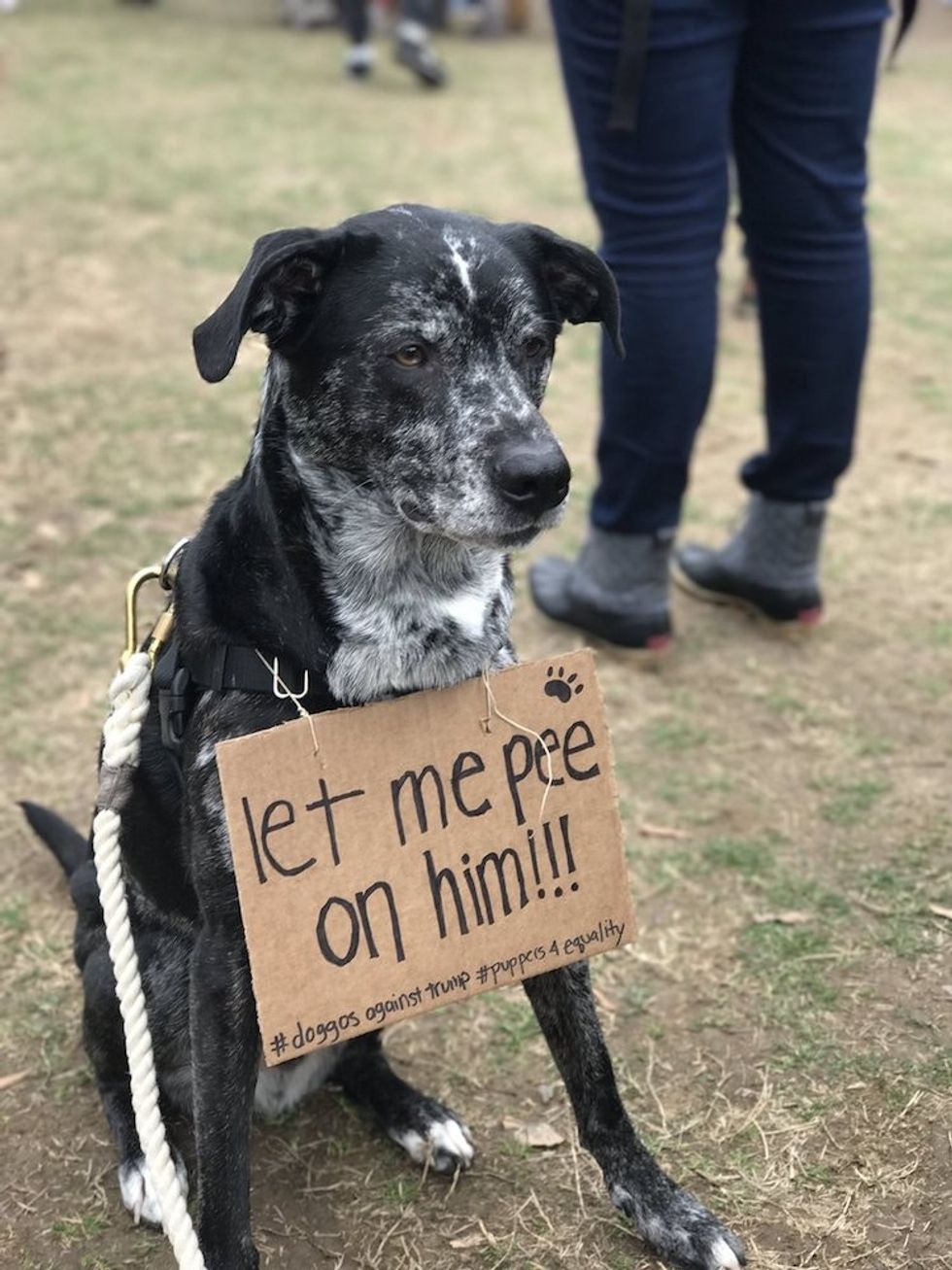 These 23 photos prove that dogs are just as fed up with the world as ...