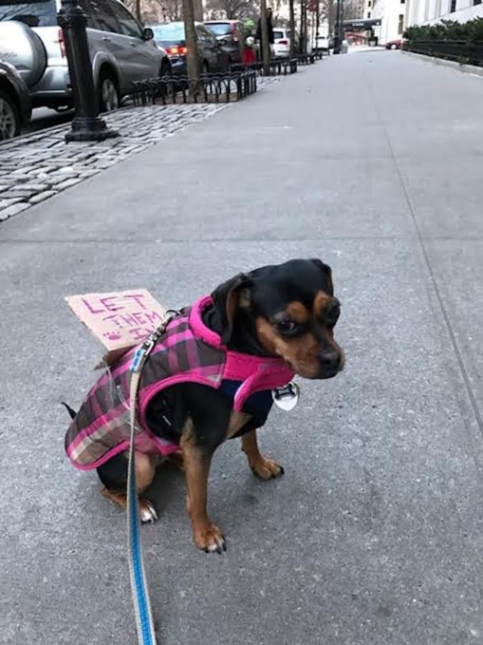 These 23 photos prove that dogs are just as fed up with the world as ...