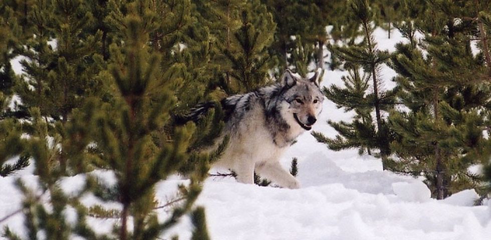 Why wolves mate for life and 22 other interesting things to know about ...