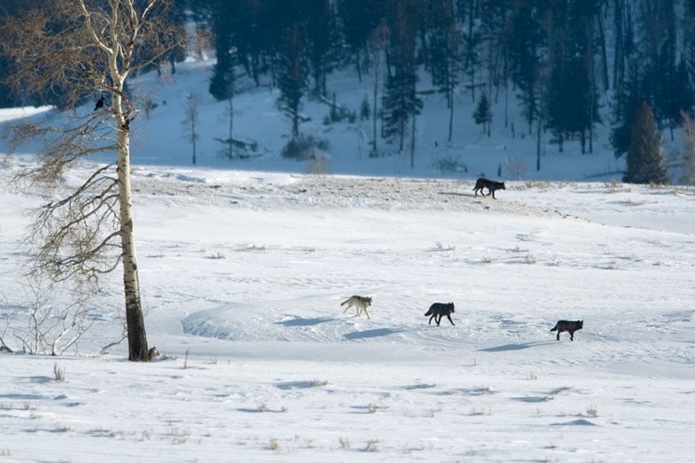 Why wolves mate for life and 22 other interesting things to know about ...