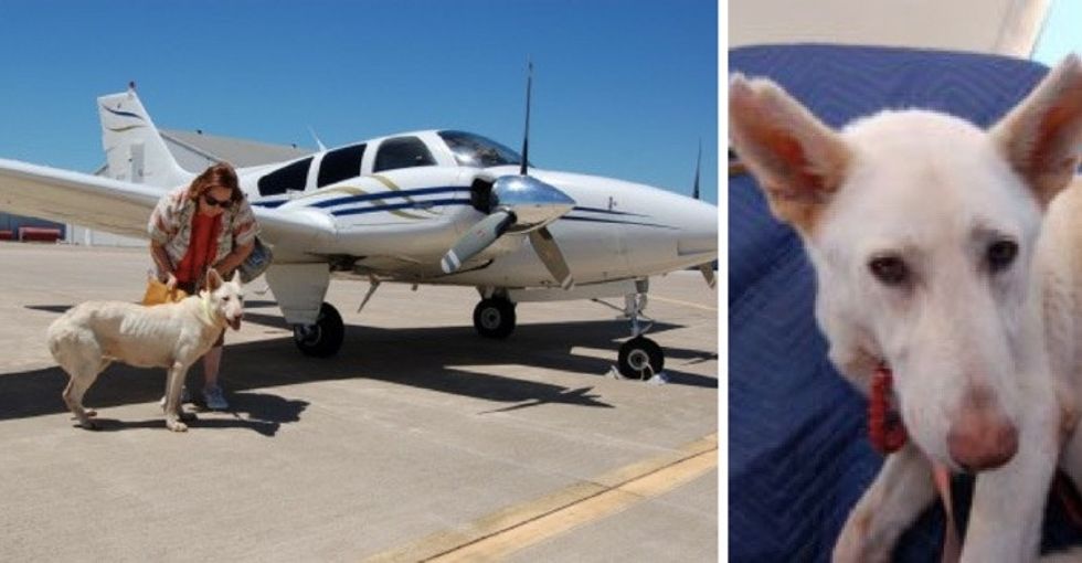 The high-flying heroes saving animals from kill shelters. - Upworthy