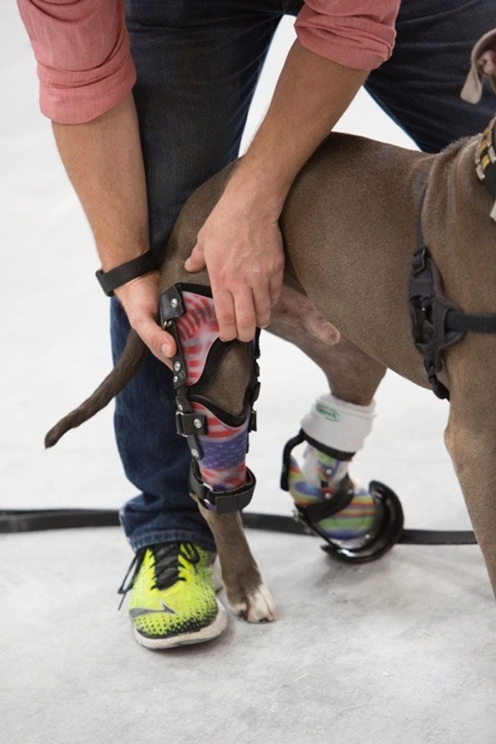 Disabled animals are getting a second chance thanks to an amazing ...