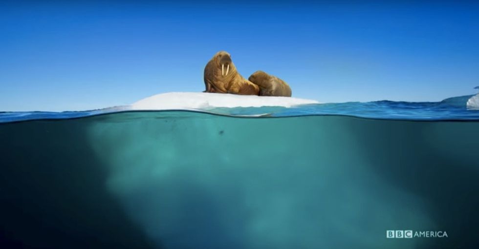 The 5-minute trailer for 'Blue Planet II' just dropped. It has ...
