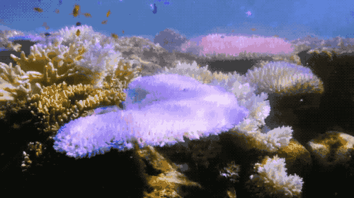 See stunning before and after shots of coral reefs as ocean temps rose ...