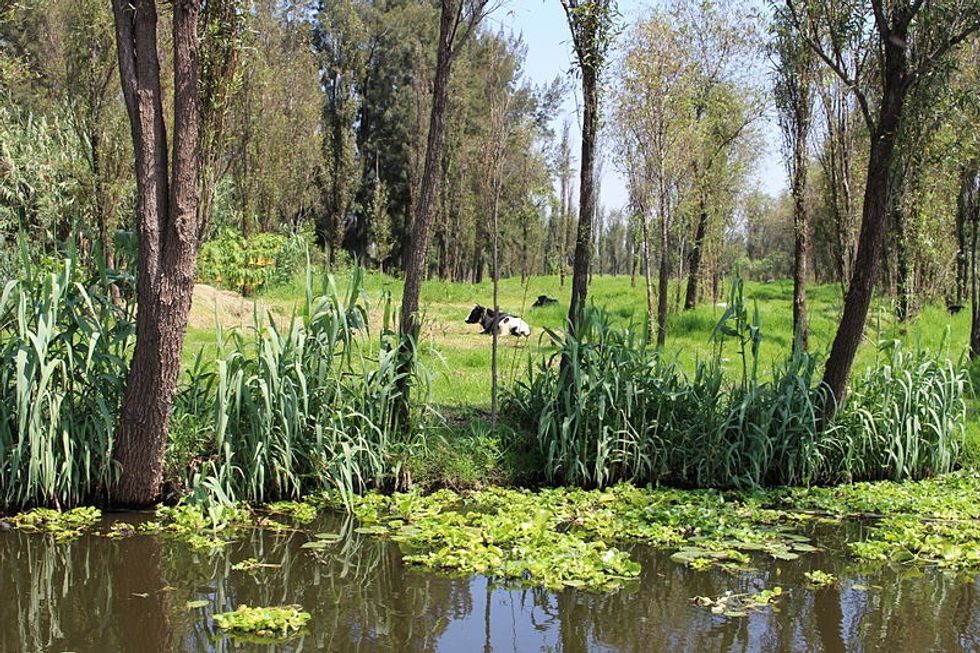 Chinampas: What they are, how they work, and why they matter today more ...