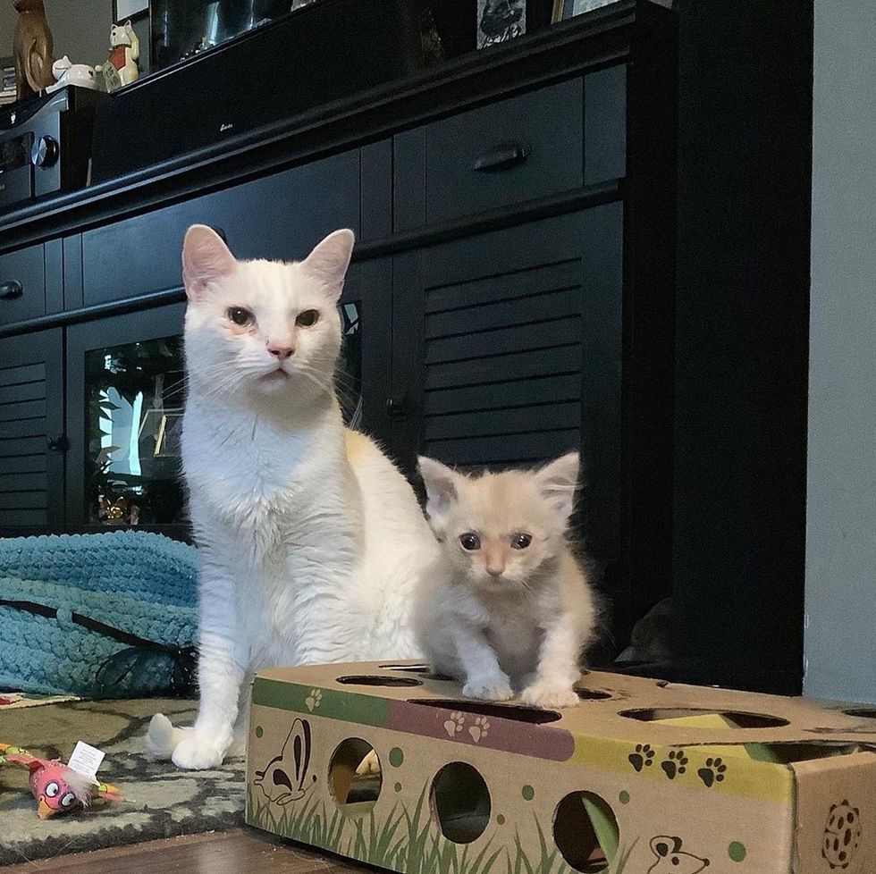Kitten, Much Smaller Than His Siblings, Finds Someone to Help Him Grow ...