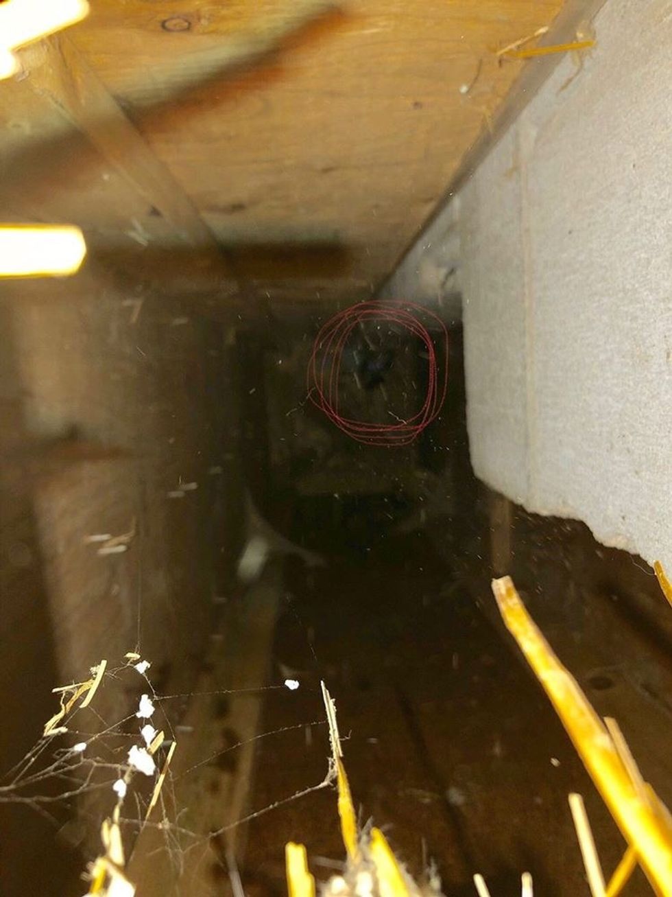 Kitten Found Inside a Wall is So Thankful to Be Rescued - She Won't ...