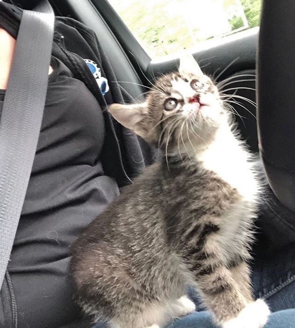 Kitten Found Inside a Wall is So Thankful to Be Rescued - She Won't ...