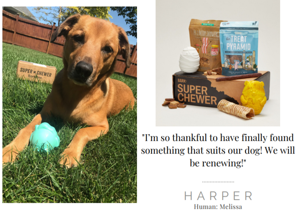 Why Dogs Everywhere Are Barking For Bark’s New Super Chewer Box - topdust