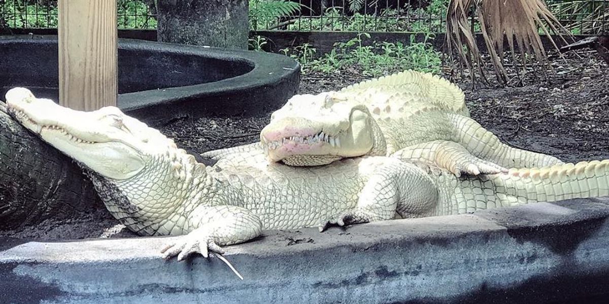Albino alligators in Florida lay first successful batch of albino eggs ...