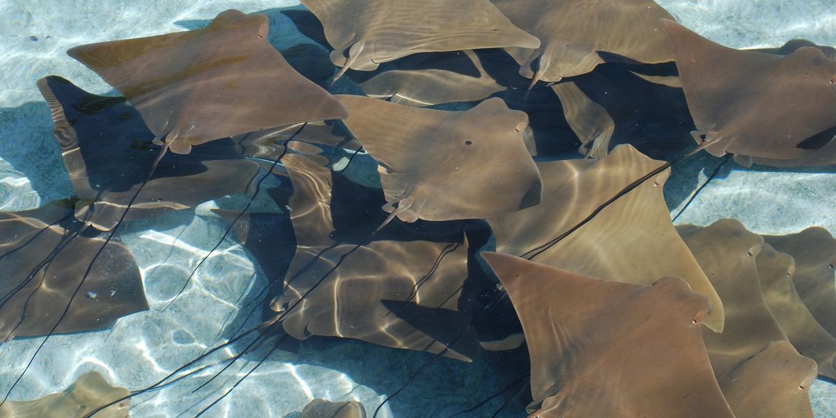 See video of hundreds of stingrays spotted near Florida beach - It's a ...