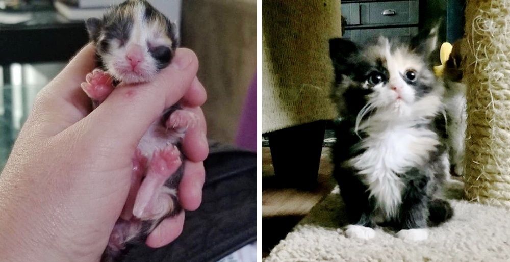Rescued Kitten Who Was Rejected at Birth, Finds Someone to Love and a ...