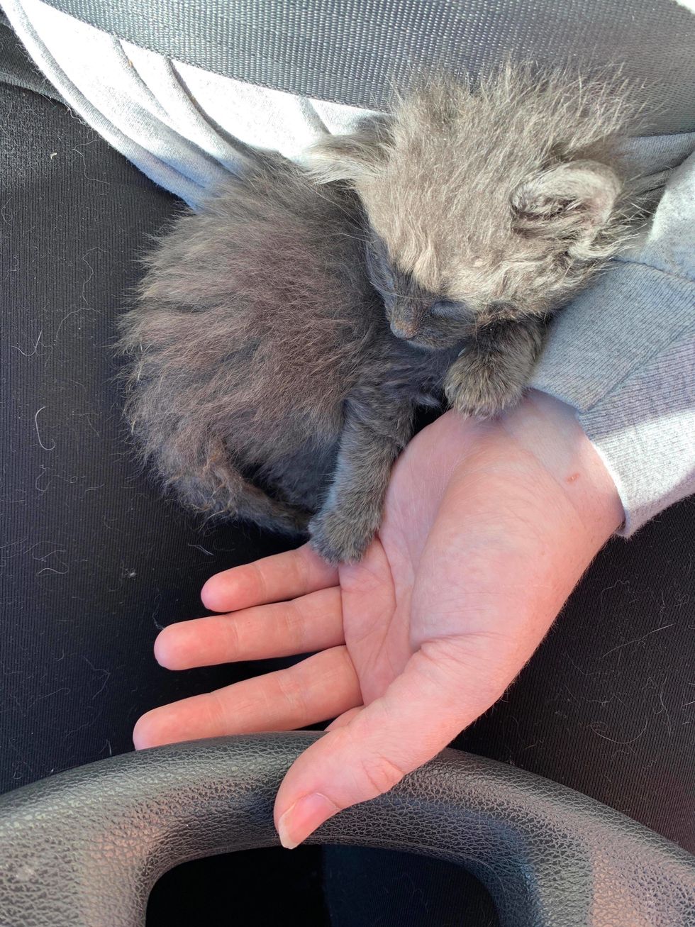 Woman Rescues Kitten When No One Else Could - the Kitty Can't Stop ...