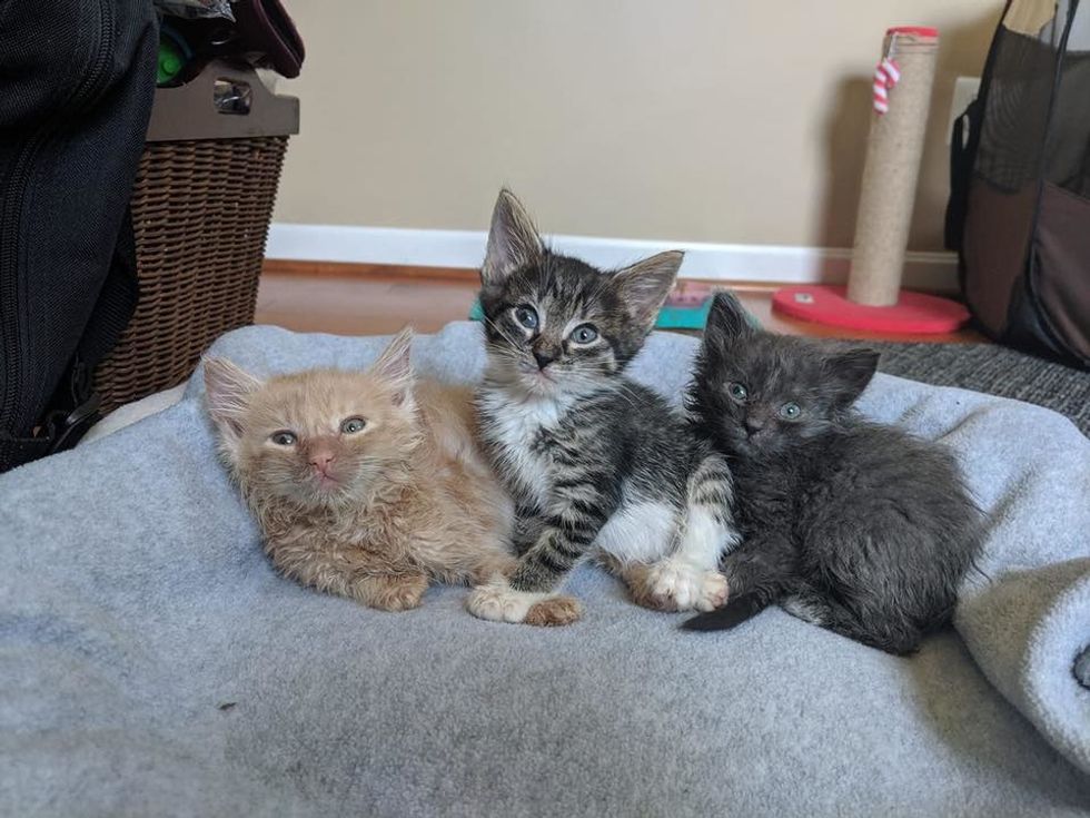 Woman Rescues Kitten When No One Else Could - the Kitty Can't Stop ...