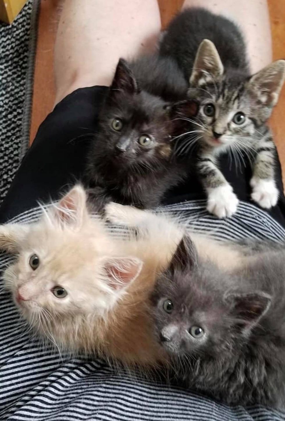 Woman Rescues Kitten When No One Else Could - the Kitty Can't Stop ...