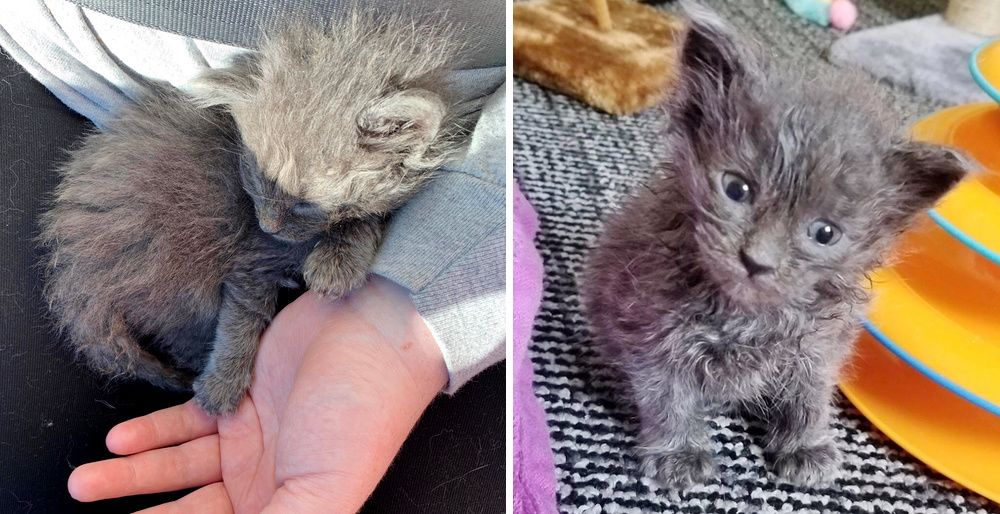 Woman Rescues Kitten When No One Else Could - the Kitty Can't Stop ...
