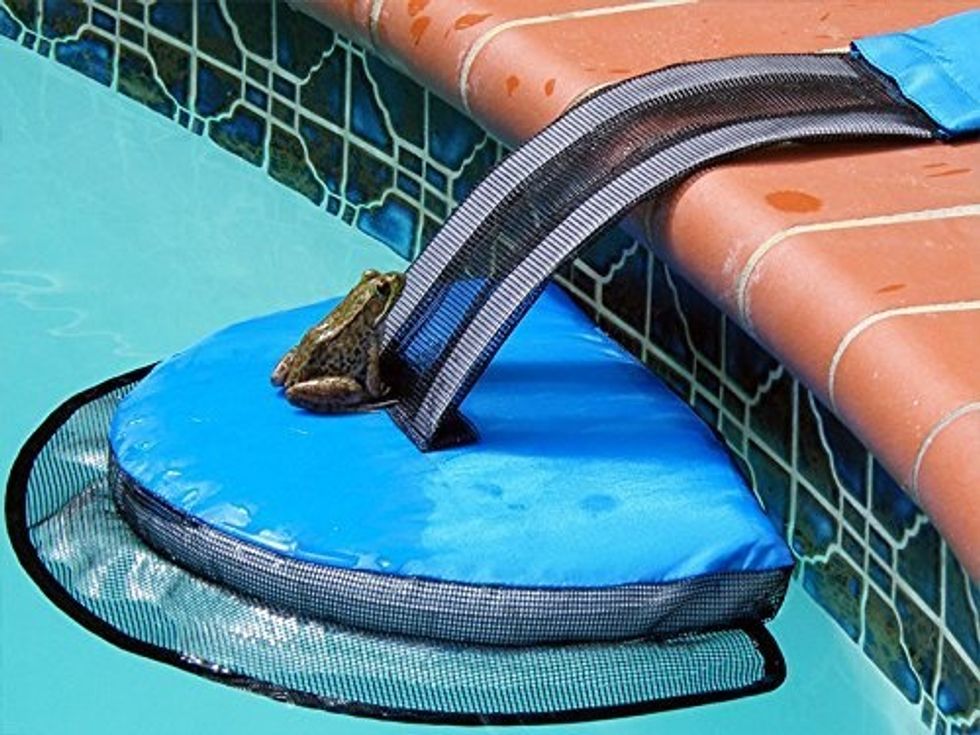 This mini water ramp helps frogs and other animals escape your pool ...