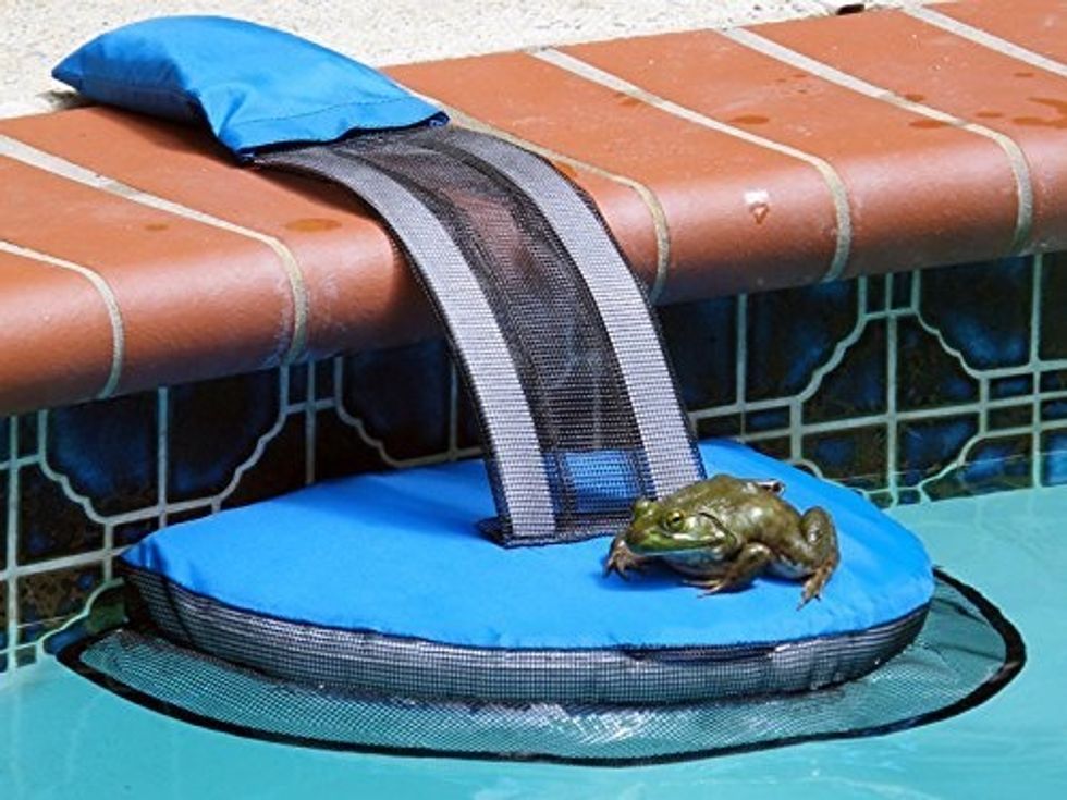 This mini water ramp helps frogs and other animals escape your pool ...