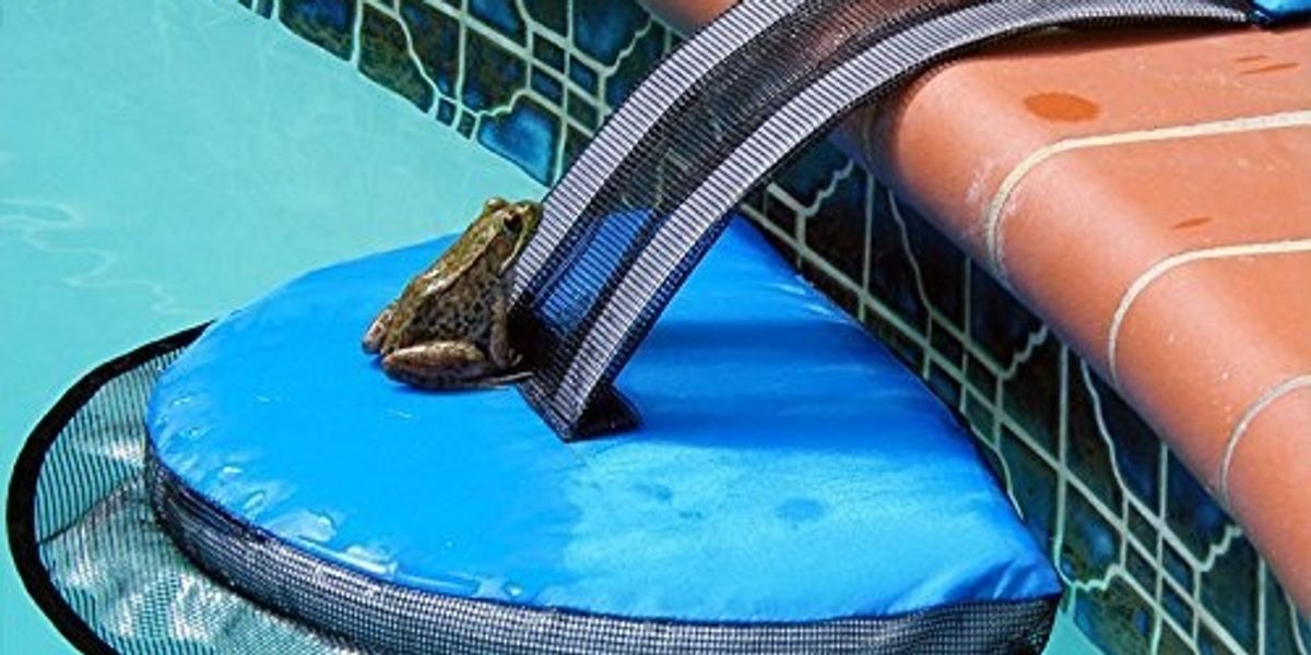 This mini water ramp helps frogs and other animals escape your pool ...