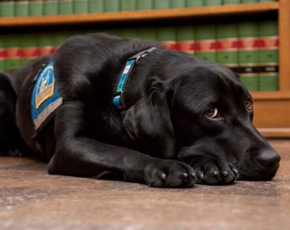 Meet the Courthouse Dogs Who Help Traumatized Witnesses Testify at ...