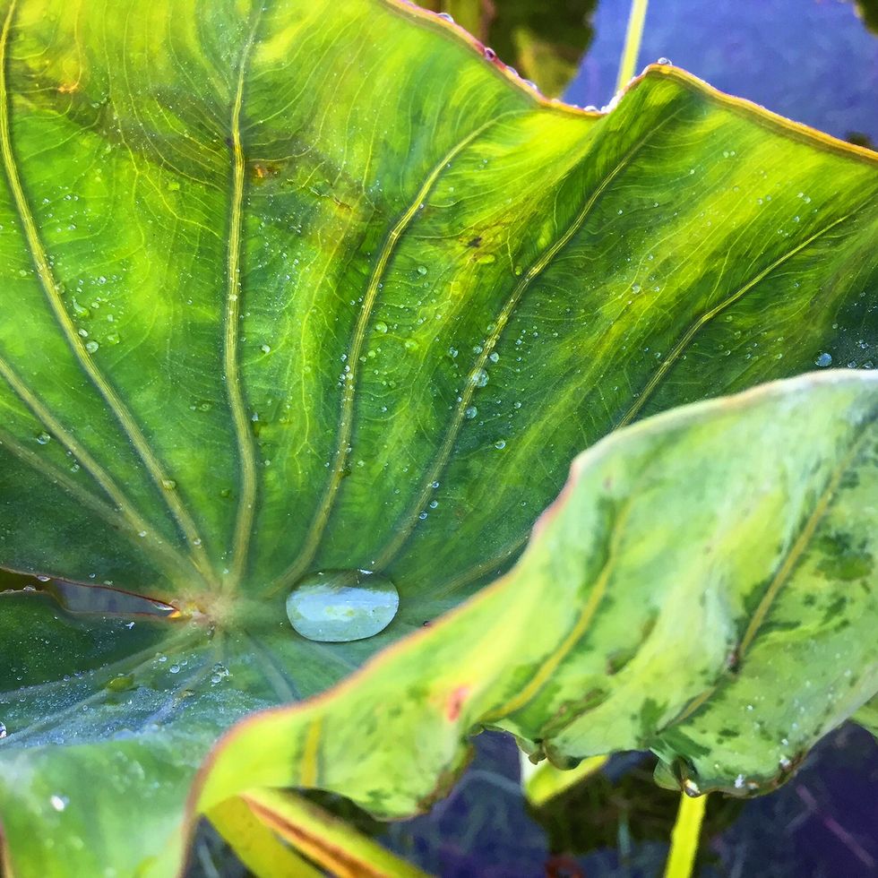 The Fall of the Sugar Goliath in Hawaii Makes Way for the Return of ...