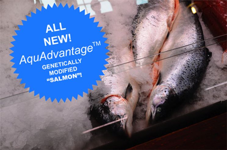 Aquadvantage Salmon
