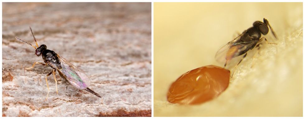 Tiny, Murderous Wasps Are Fighting The Bizarre Effects Of Climate ...