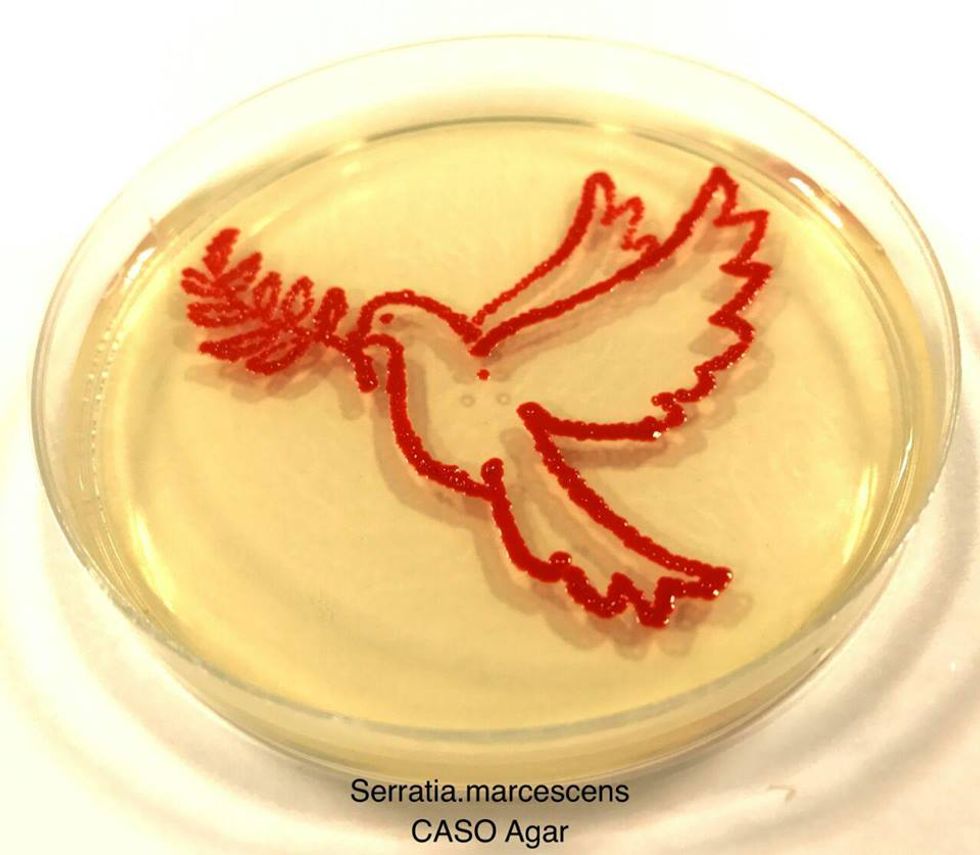 Artists Use Bacteria To ‘Grow’ Masterpieces - GOOD