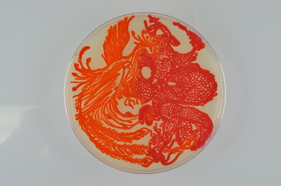 Artists Use Bacteria To ‘Grow’ Masterpieces - GOOD