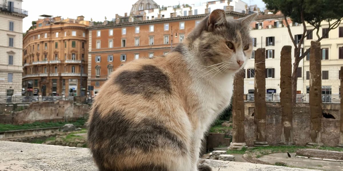The Cats Of Rome Make Ruins Their Home - GOOD