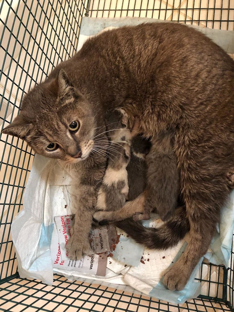 Cat So Happy to Be Rescued with Her Kittens After Years Wandering the ...