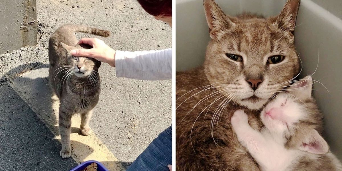 Cat So Happy to Be Rescued with Her Kittens After Years Wandering the ...