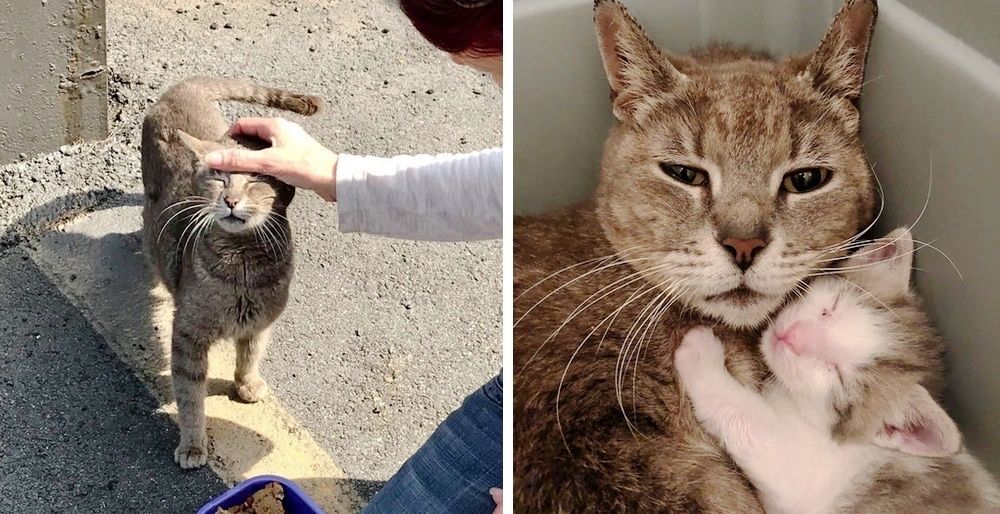 Cat So Happy to Be Rescued with Her Kittens After Years Wandering the ...