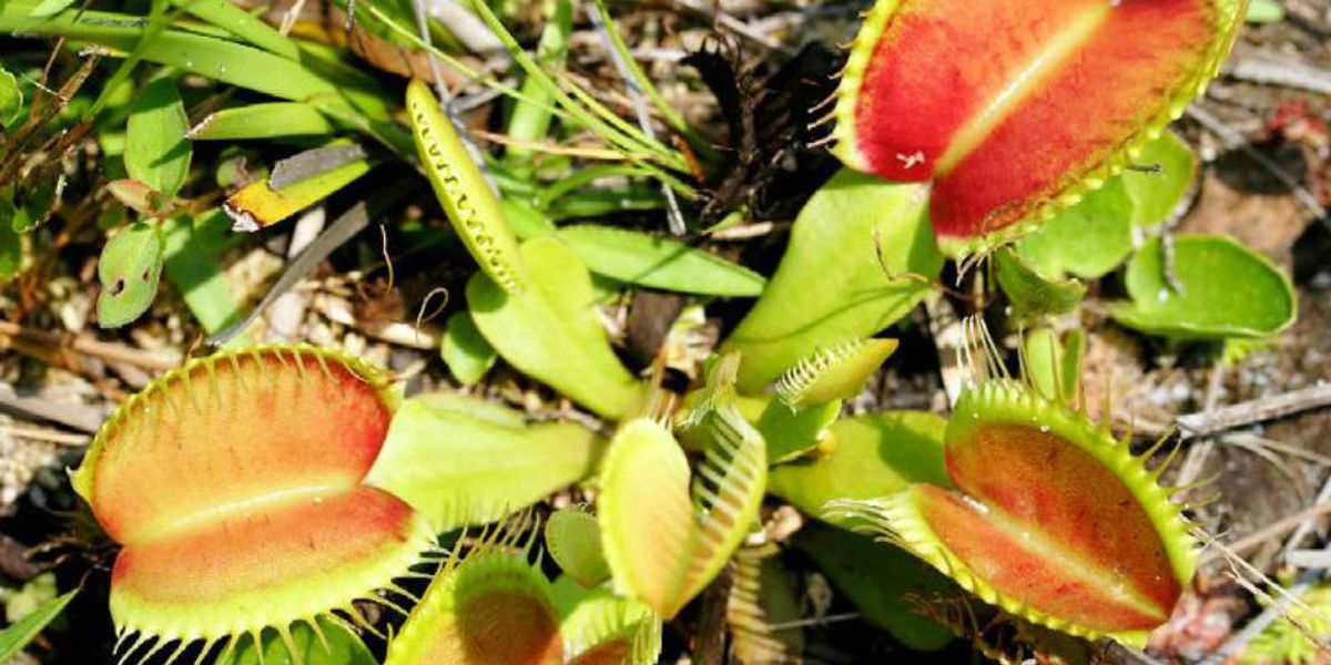The fascinating story of the Venus flytrap and its Southern roots - It ...