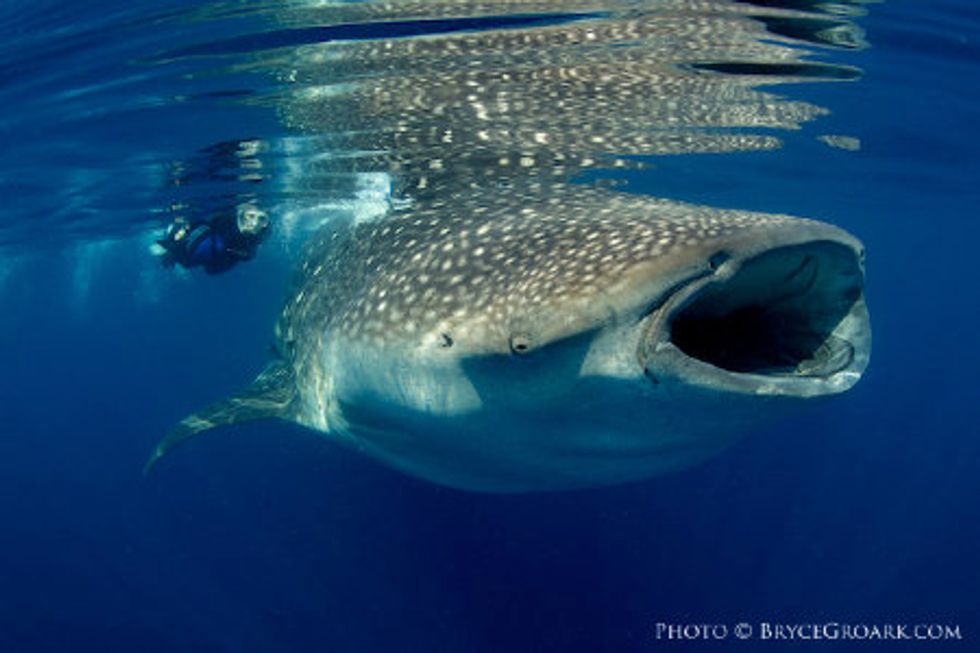 Forget Sharknado: We're Shark-Hugging for Healthy Oceans - GOOD