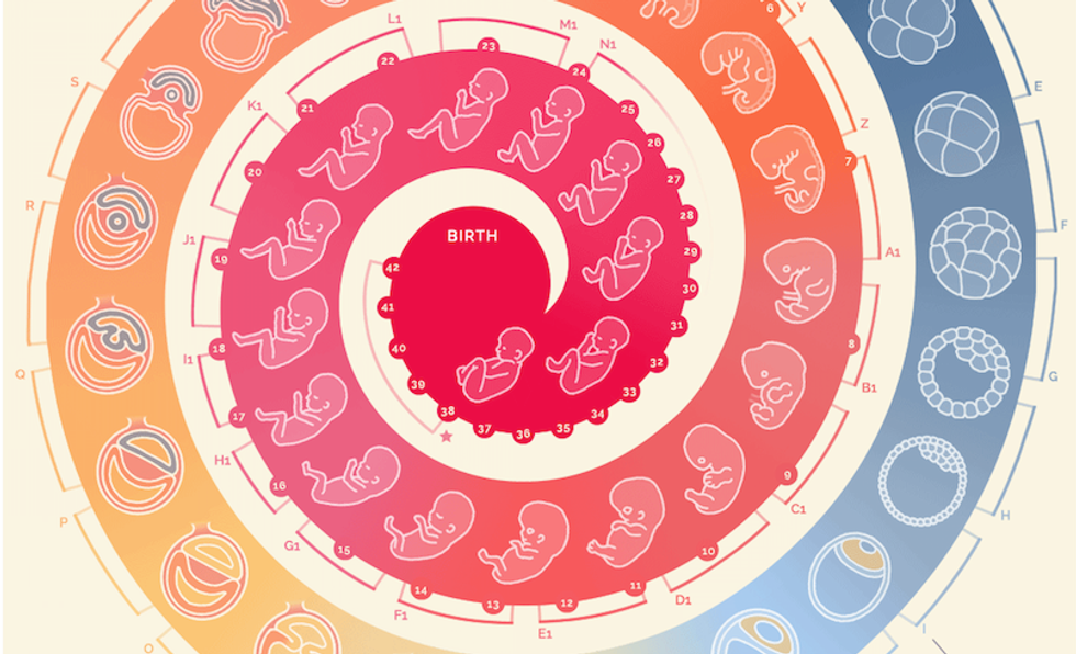 A Visual Guide to How Babies Are Made - GOOD