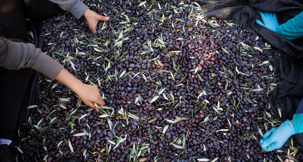 Israeli and Palestinian Farmers Unite Over Olive Oil - GOOD