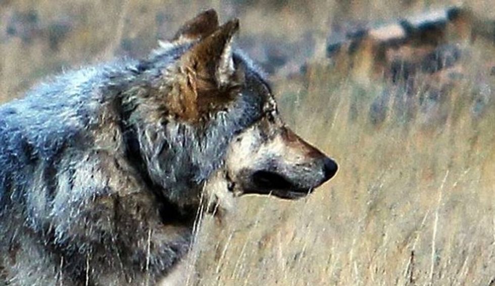 Lessons From the Brief, Lonesome Life of Echo the Wolf - GOOD