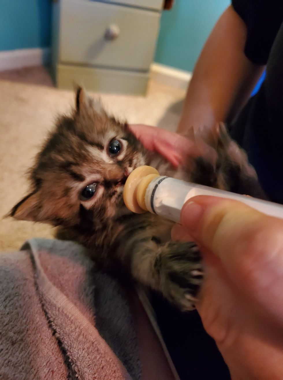 Musicians Hear Kittens Cries While Touring and Discover 6 of Them ...