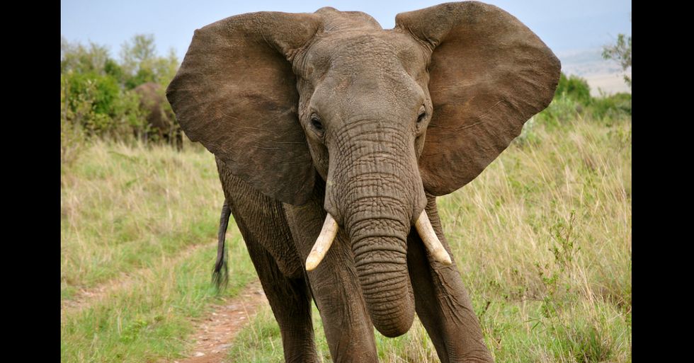 New Program Teaches Elephants to Avoid Poachers by Using Their Sense of ...